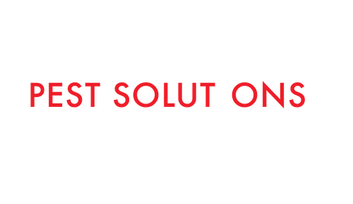 Wolf Spiders & How to Get Rid of Them - Prodigy Pest Solutions
