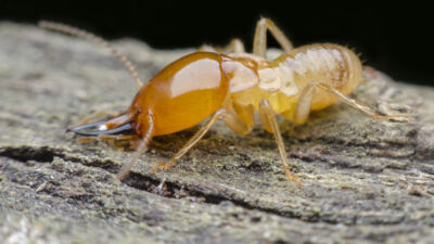 The Types of Termites: A Guide for Florida Homeowners - Prodigy Pest ...