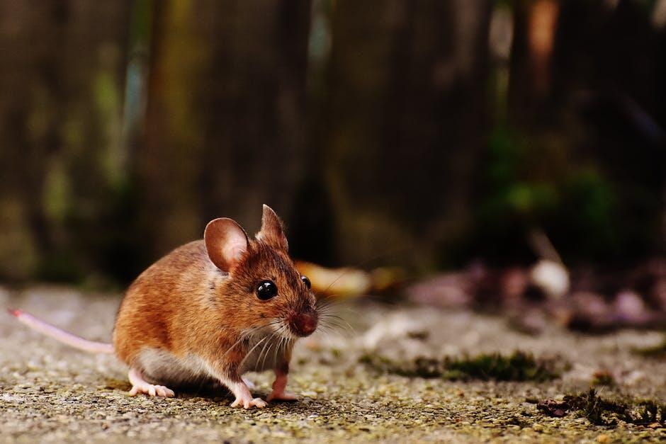 Rodent Control Boca Raton, FL: Hidden Dangers of Rodent Infestations