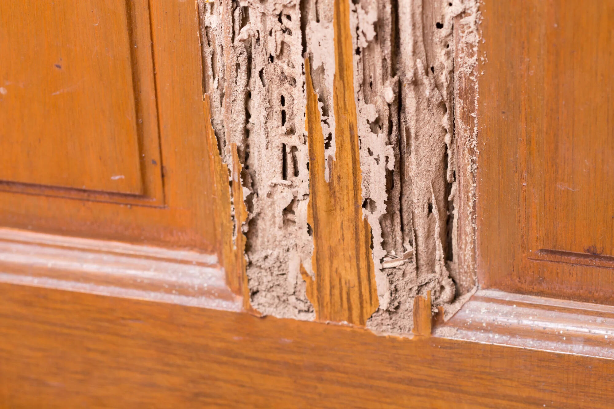 9 Key Signs of Termite Wood Damage - Prodigy Pest Solutions