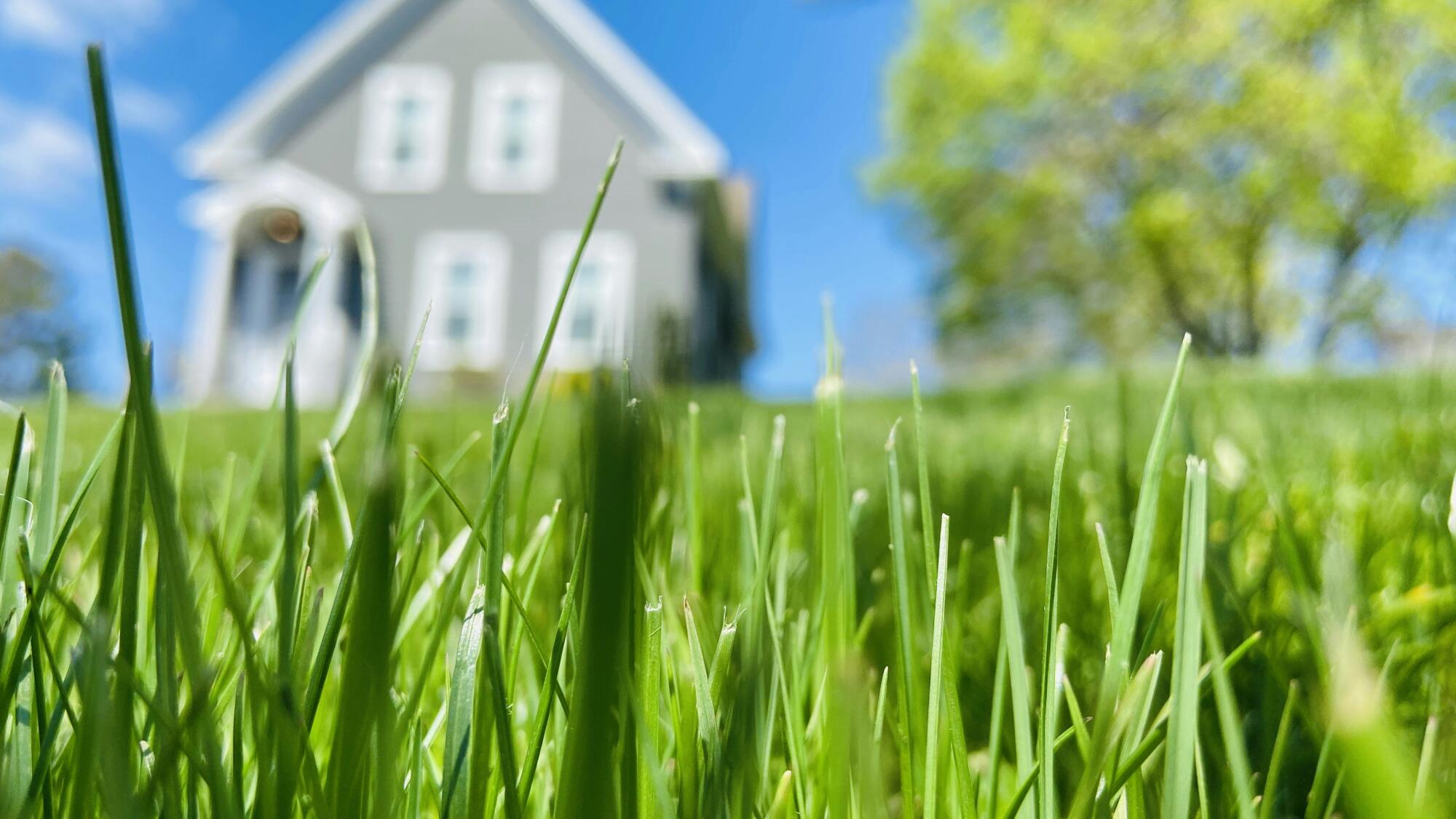 Lawn Pests Control in Florida - Prodigy Pest Solutions